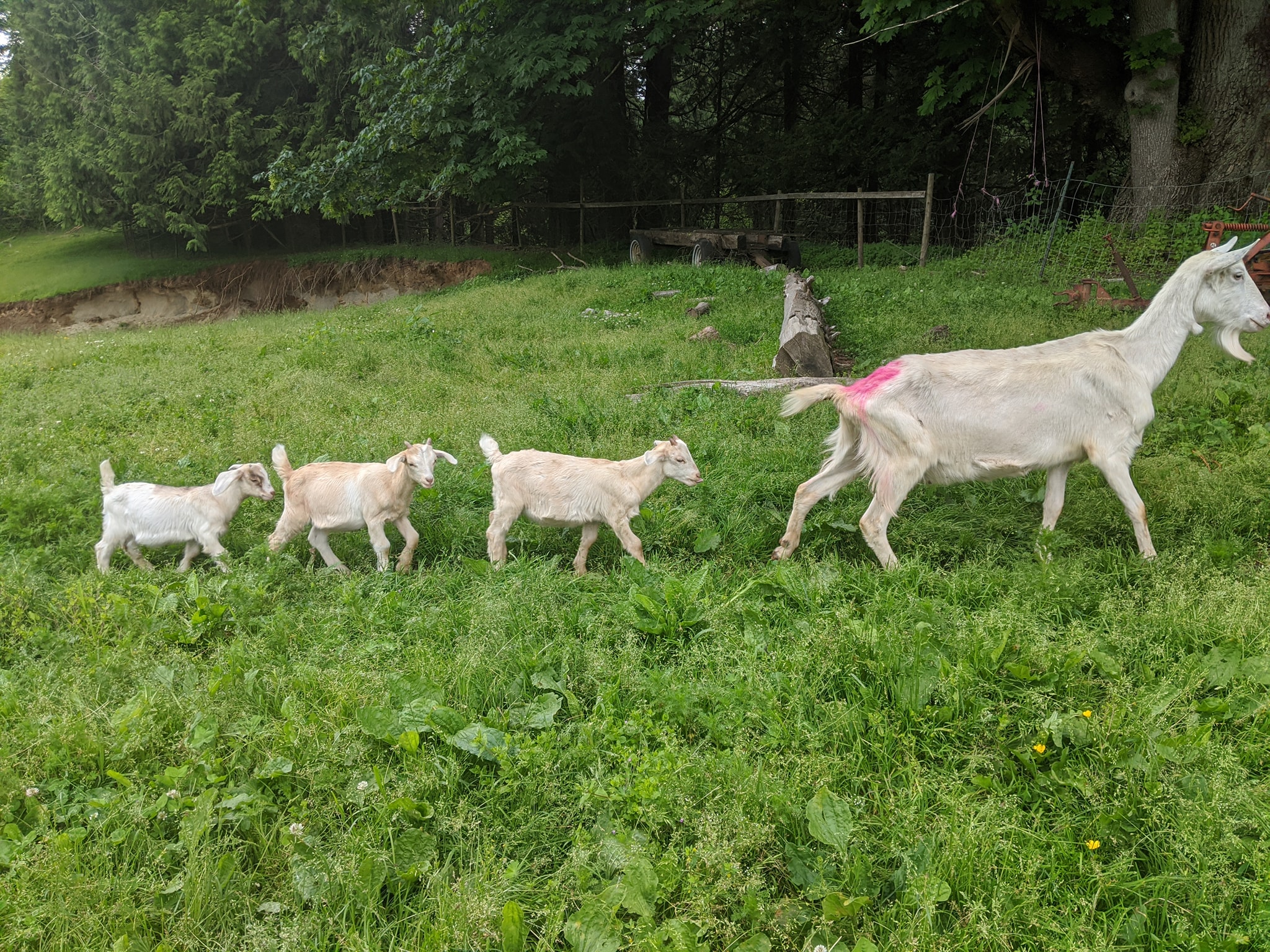Local recipes | Farm Stories From Vancouver Lower mainland, Fraser ...